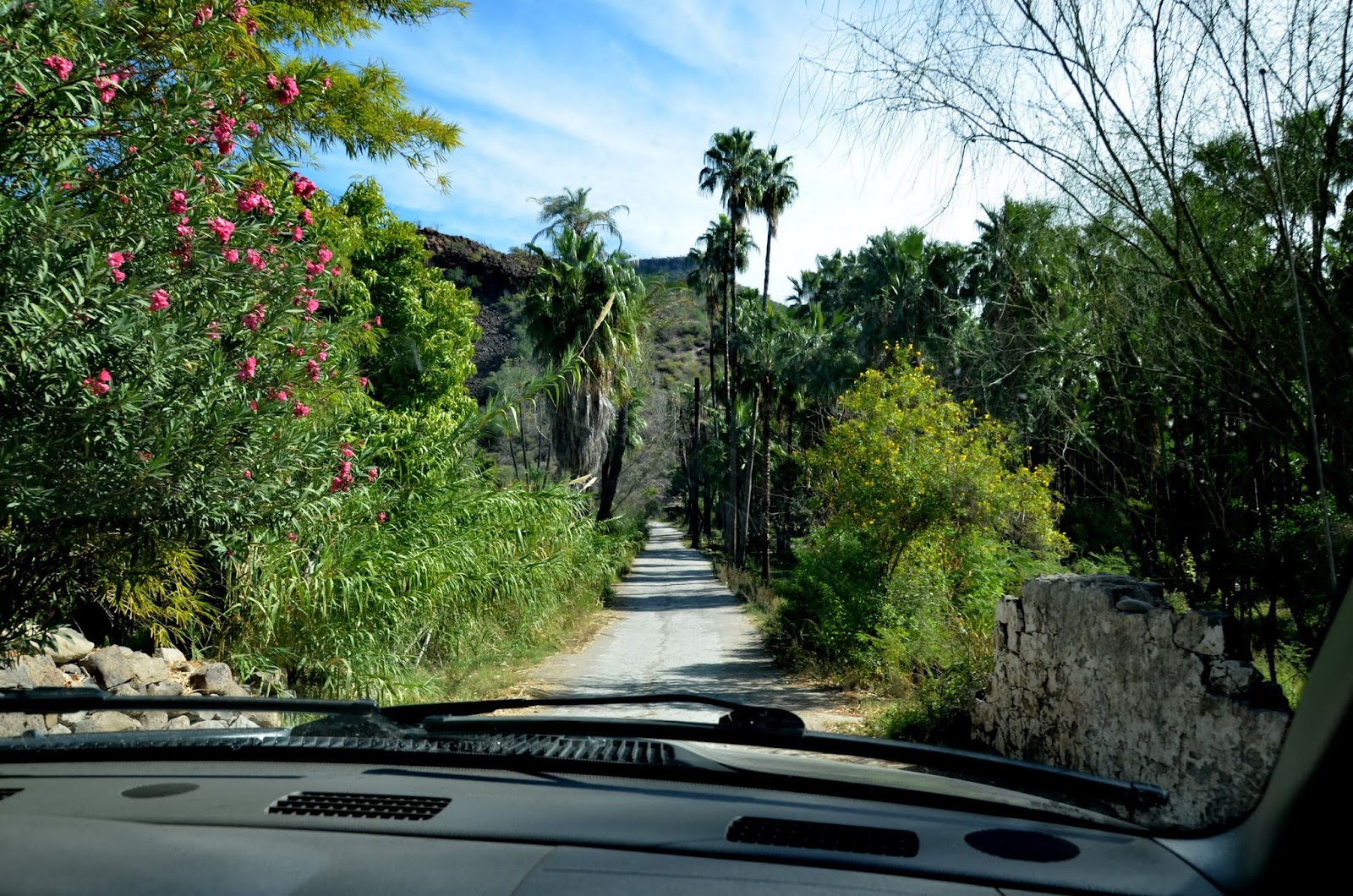 Drive through the oasis to San Jose de Comondu