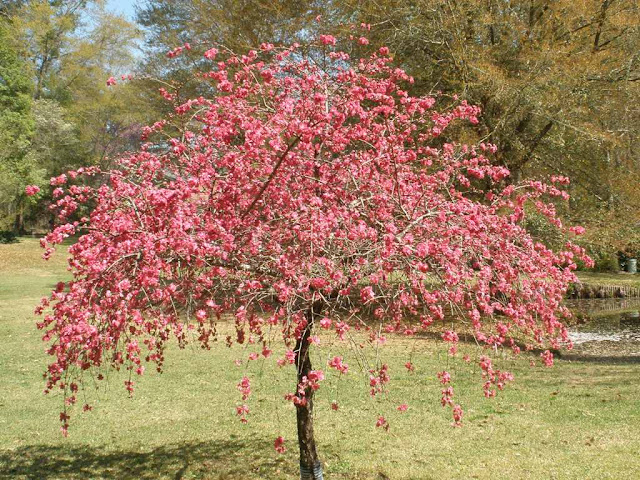MARIETTE'S BACK TO BASICS: {Pink Cascade Weeping Peach in Our Garden}