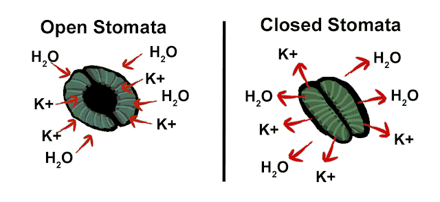 #116 Homeostasis in plants | Biology Notes for A level