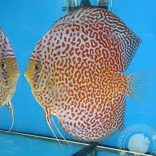 Tips on caring for discus fish – Jati.id