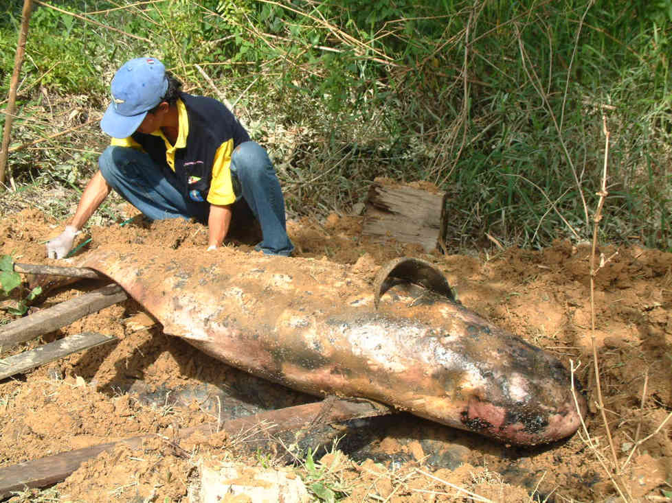 Remidi p.web: PESUT MAHAKAM