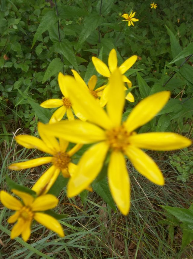 Future Plants by Randy Stewart: Perennial Sunflowers