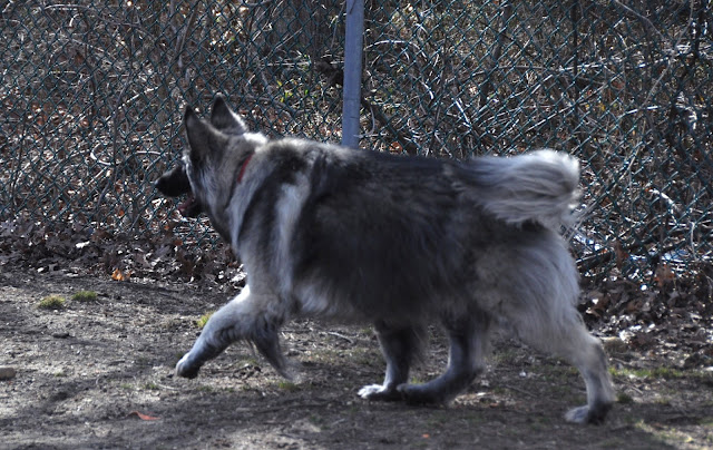 Cooper's Shiloh Shepherd Blog