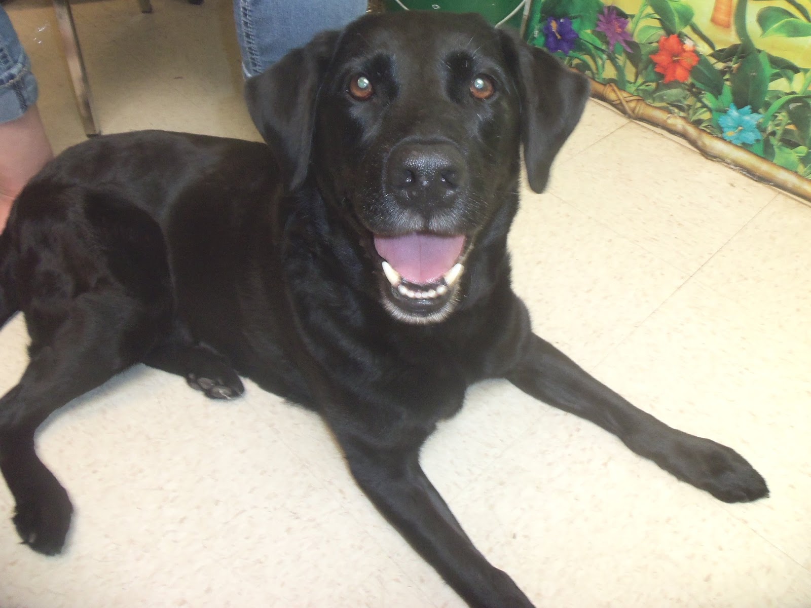 Shelter Dogs of Portland: "SMOKEY" adorable upper/middle aged Lab