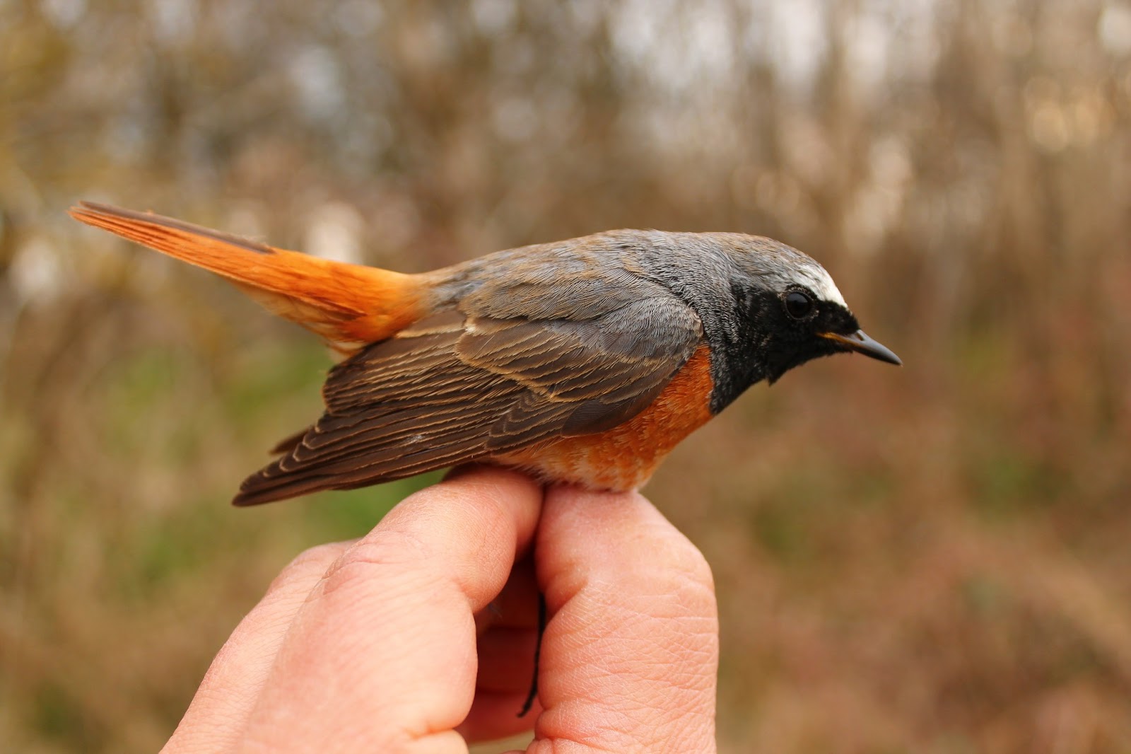 Gedser Fuglestation: Few ringed birds, some Sea Eagles and a Black Kite