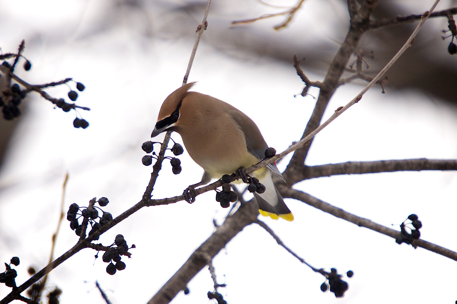 David Marvin Photography - Lansing, Michigan: Cedar Waxwings & Cardinal