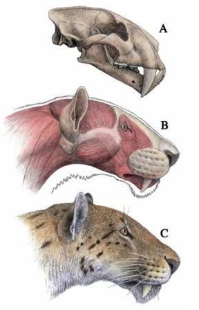 FAUNARIUM: Yacimiento de Batallones