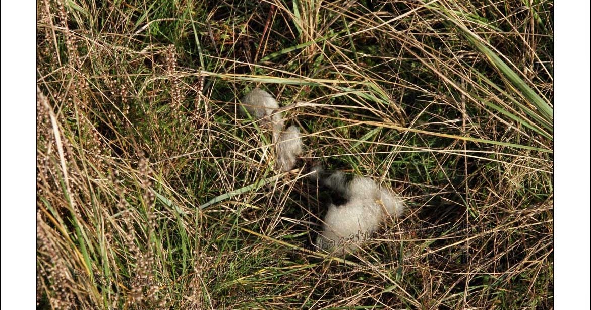 Crottes animales diverses et variées. Publication 2022 01 15