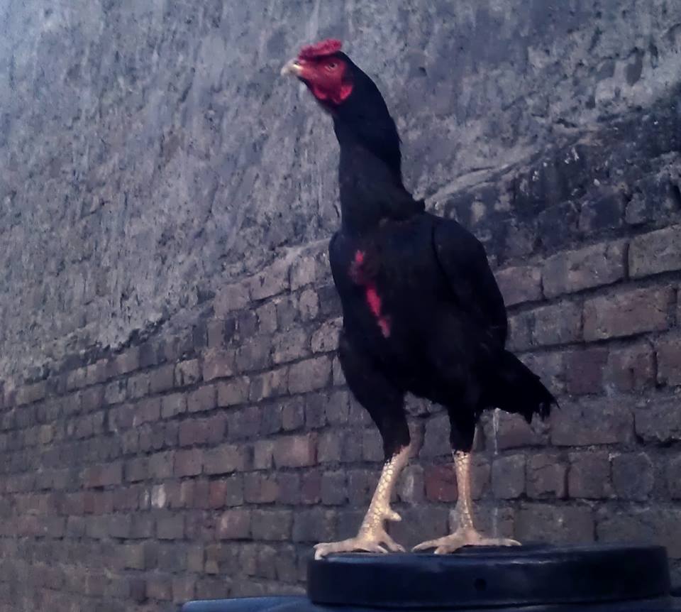 Aseel Chicken Breed | Raja Asil