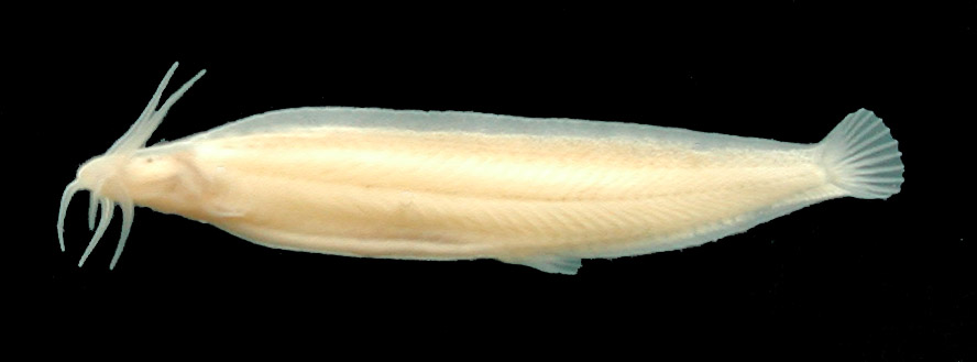 Artes de Pesca: VAMOS A PESCAR PEZ GATO Ultima Parte