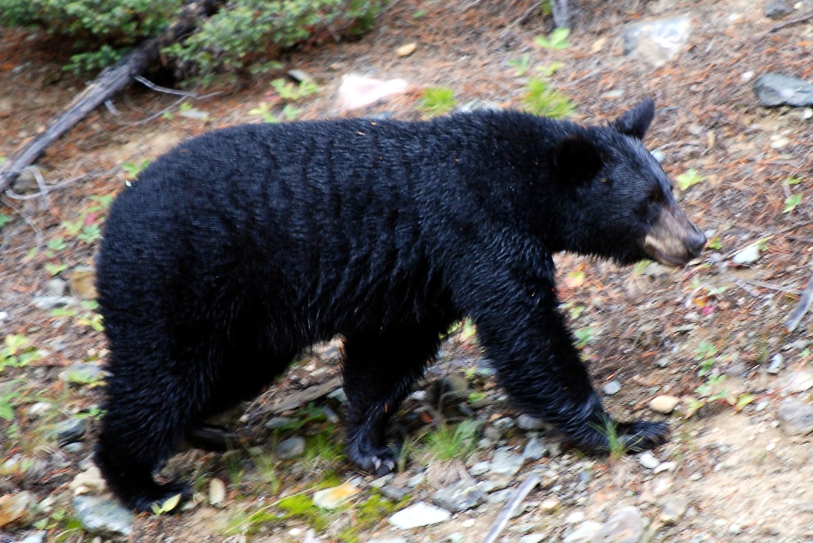 Black Bear | Information & Latest Pictures | Animals Lover