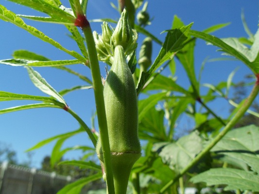 Hublore: Okra odyssey