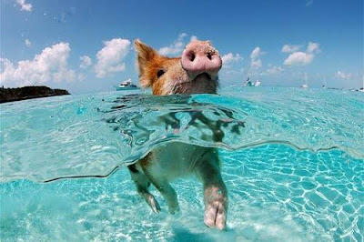 Top 10 Funny Animal Swimming Pictures | Funny Collection World
