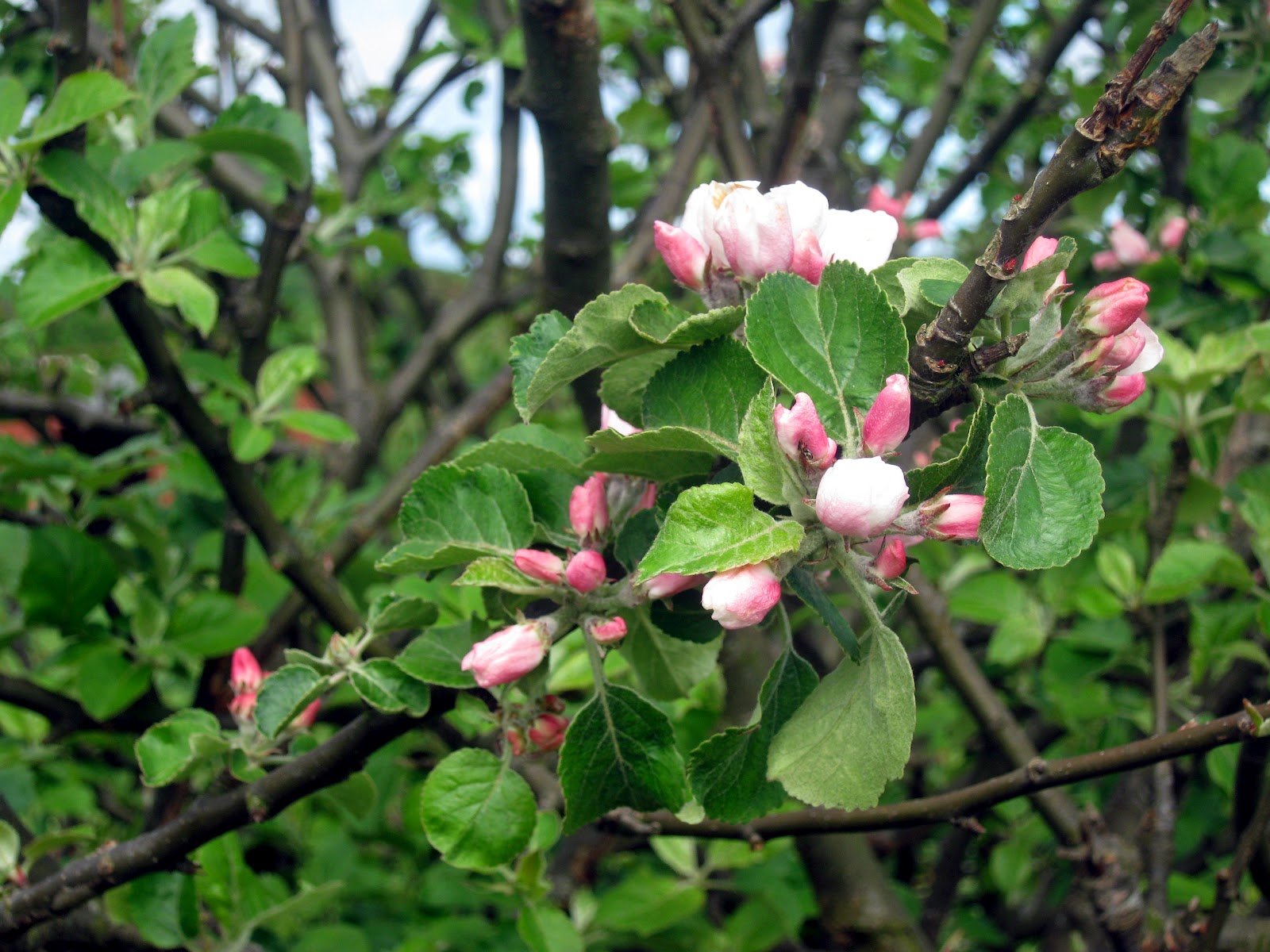 Walking The Line: Philorth Halt to Rathen Station: the first dog rose