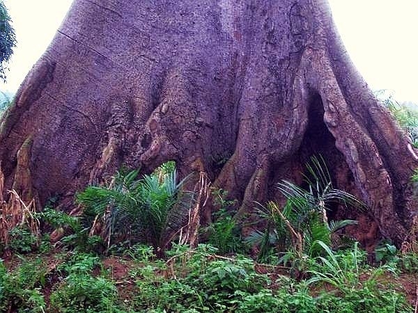 Igi Ọdán – Igi Ìrókò ~ ODÙDÚWÀ ÀRÈMÙ