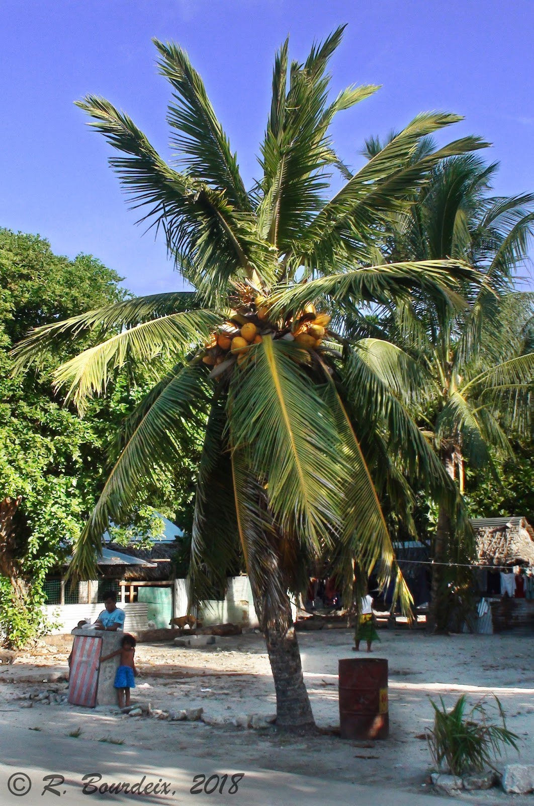 Coconut planting material for the Pacific region: Compact and niu leka ...