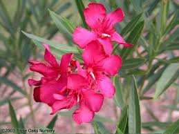 Nine Nights of the Goddess: South Indian Traditions 1 - Dwitiya