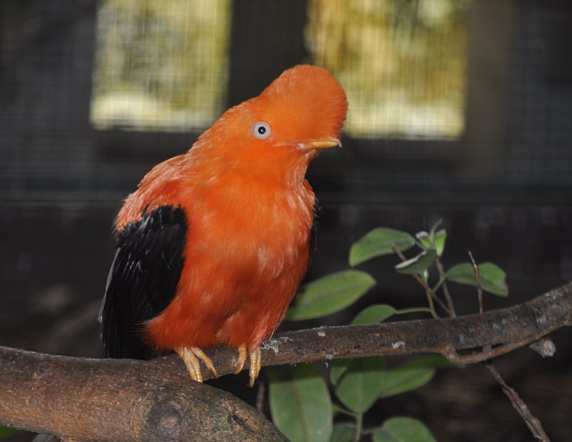 ZOOTOGRAFIANDO (6.100 ANIMALS): GALLITO DE ROCA / ANDEAN COCK-OF-THE ...