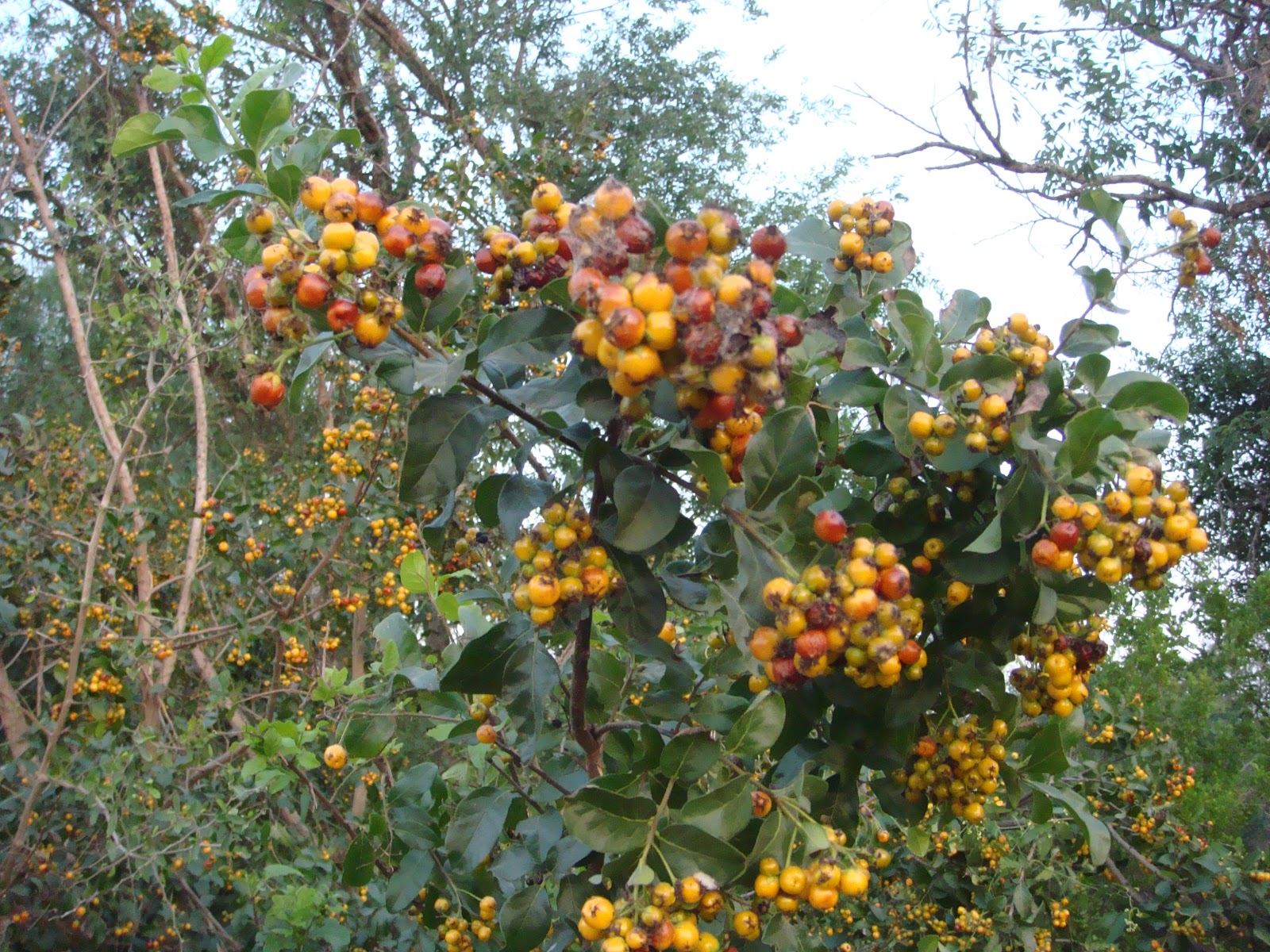 Woods Roamer: Anacua Berry Feast