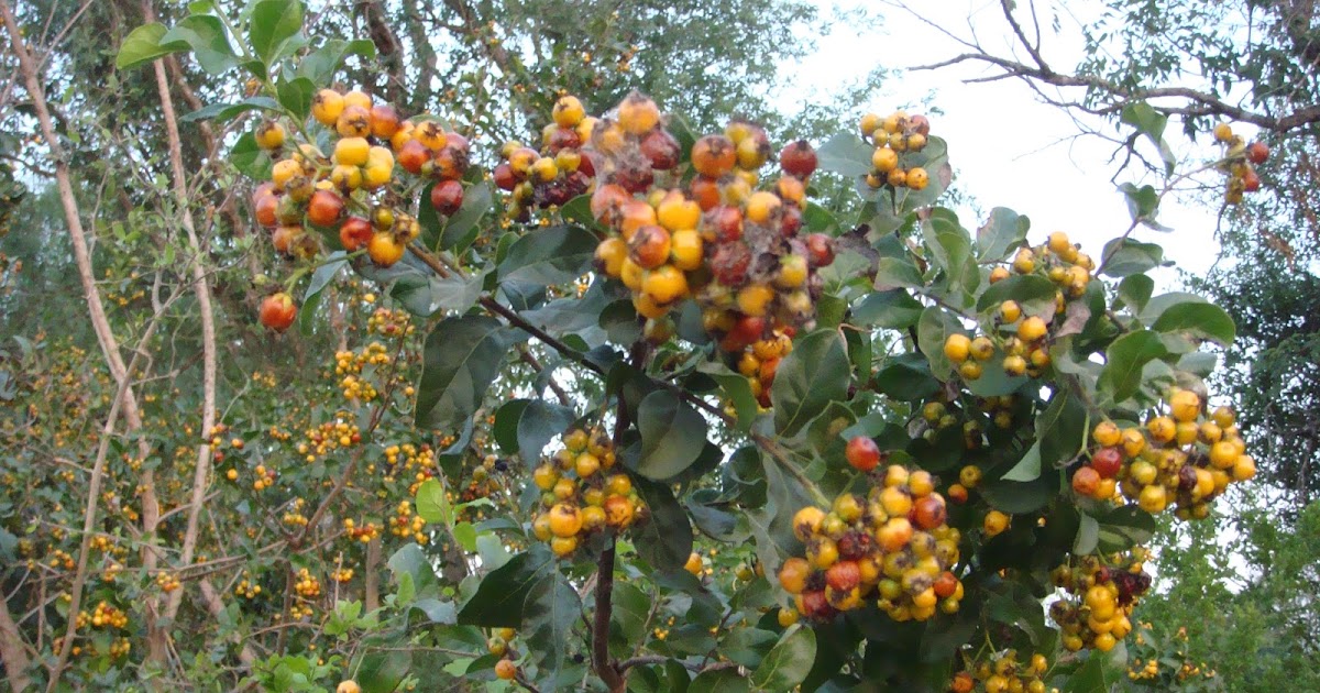 Woods Roamer: Anacua Berry Feast