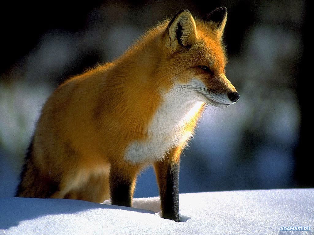 Natureza: Raposa vermelha ( Fox )