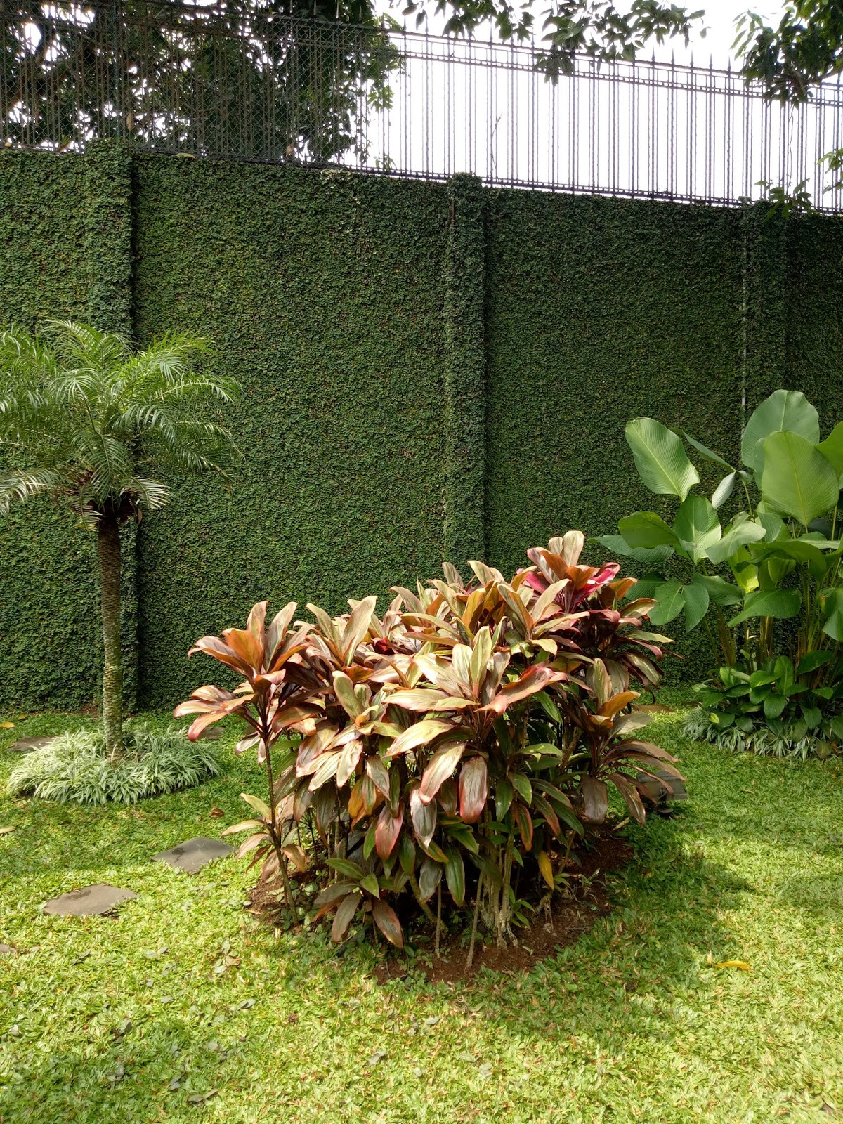 JUAL TANAMAN RAMBAT PACAR TEMBOK ~ SINOX NURSERY