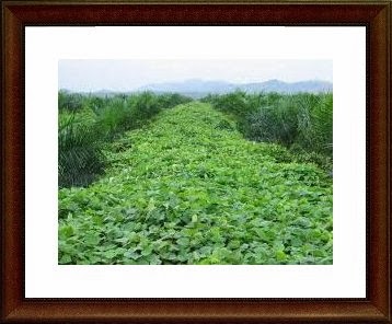 PEMBEKAL BAJA: KEKACANG PENUTUP BUMI