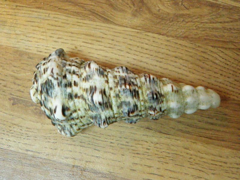 Saipan: Teaching, Living, & Recreation: Sought,Savory, Sea Shells on Saipan