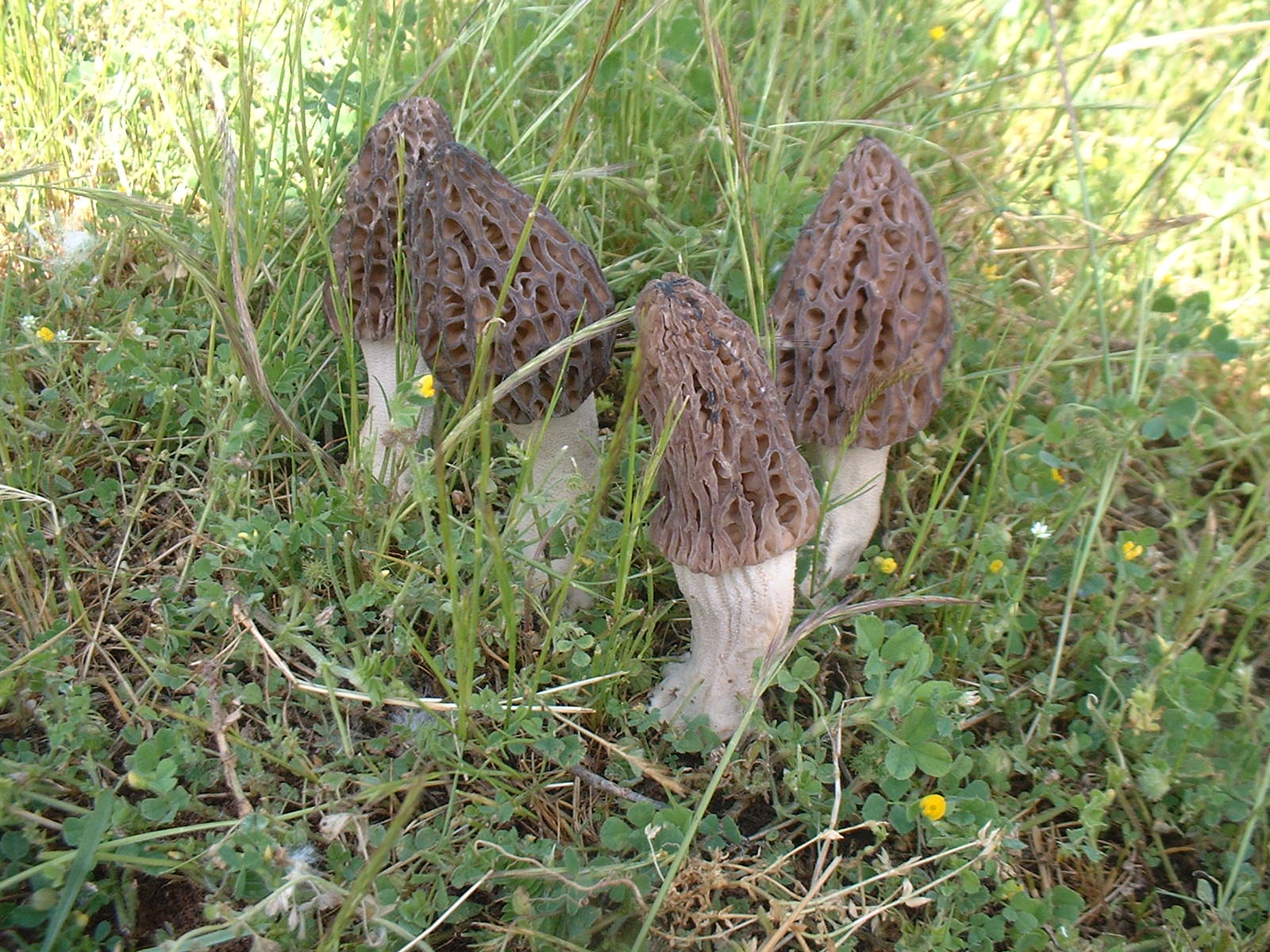 Hongos y setas Serrania Conquense: SETAS DE PRIMAVERA