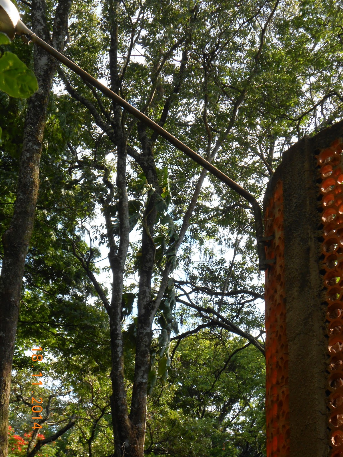 Árvores de Assis: Ipê-roxo-de-sete-folhas