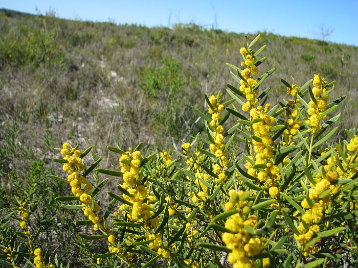Esperance Wildflowers: Acacia cochlearis - Rigid Wattle