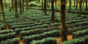 Tips Bertanam: Tips Budidaya Kopi Robusta & Arabika