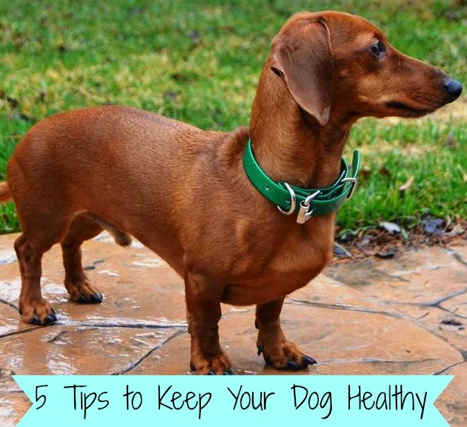 5 Tips to Keep Your Dog Healthy | The Nutritionist Reviews