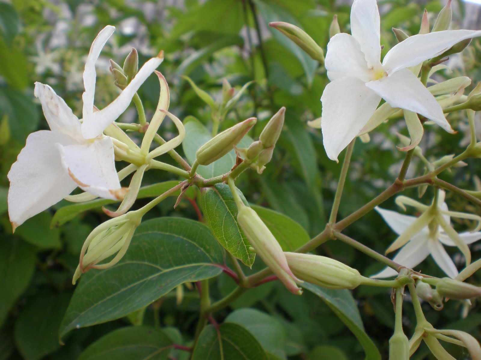 Maradhi Manni: Some More Fragrant Flowers From Our Garden!