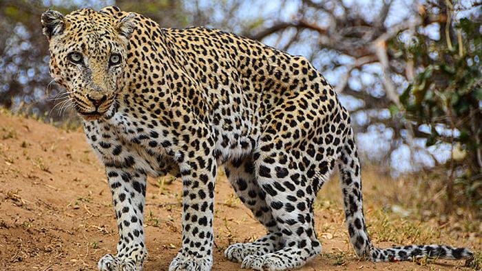 EKOGEO: MACAN : PREDATOR DARI ASIA DAN AFRIKA