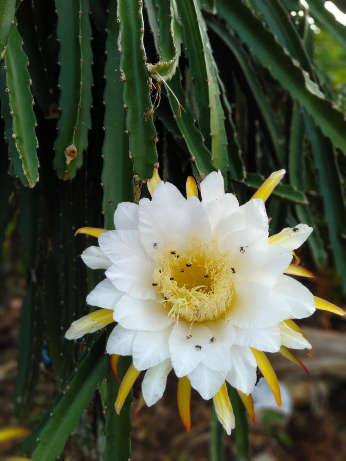 Devi Nurmala sari: Buah naga ( Hylocereus undatus ) dan bunga buah naga