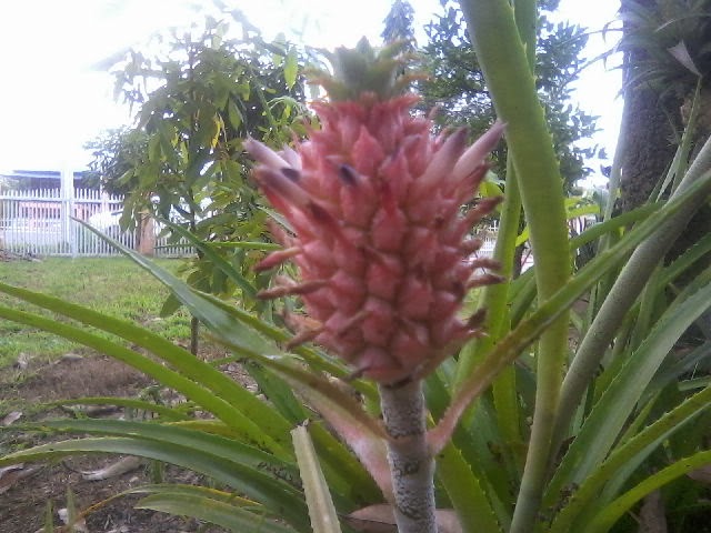 unik bunga dan pelik: Bunga nenas bukan buah nenas