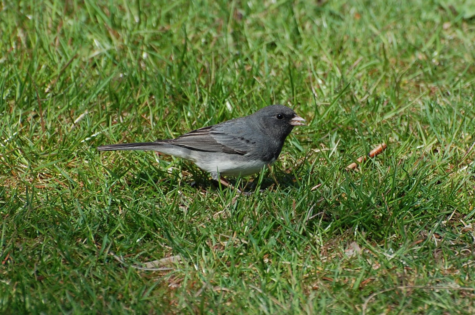 Urban Wildlife Guide: The Dark-eyed Junco