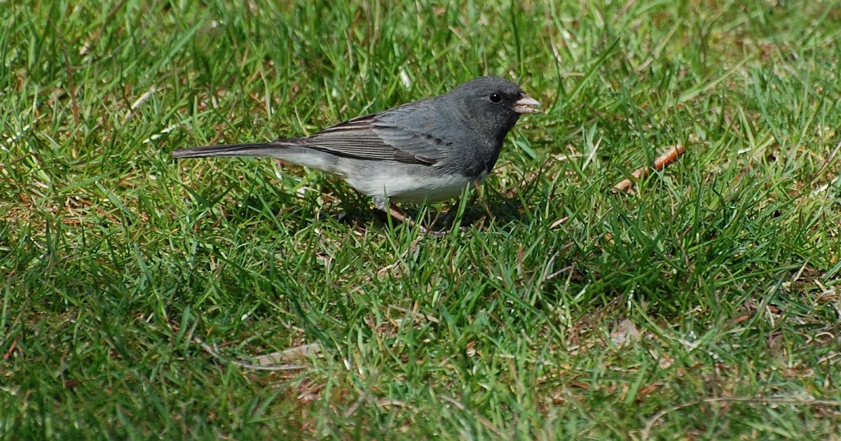 Urban Wildlife Guide: The Dark-eyed Junco