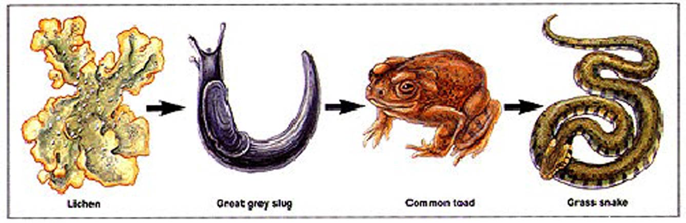 What is a Food Chain?