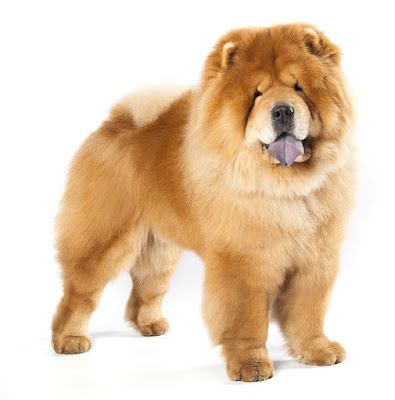 The Kennel Club: 10 Chinese Dog Breeds