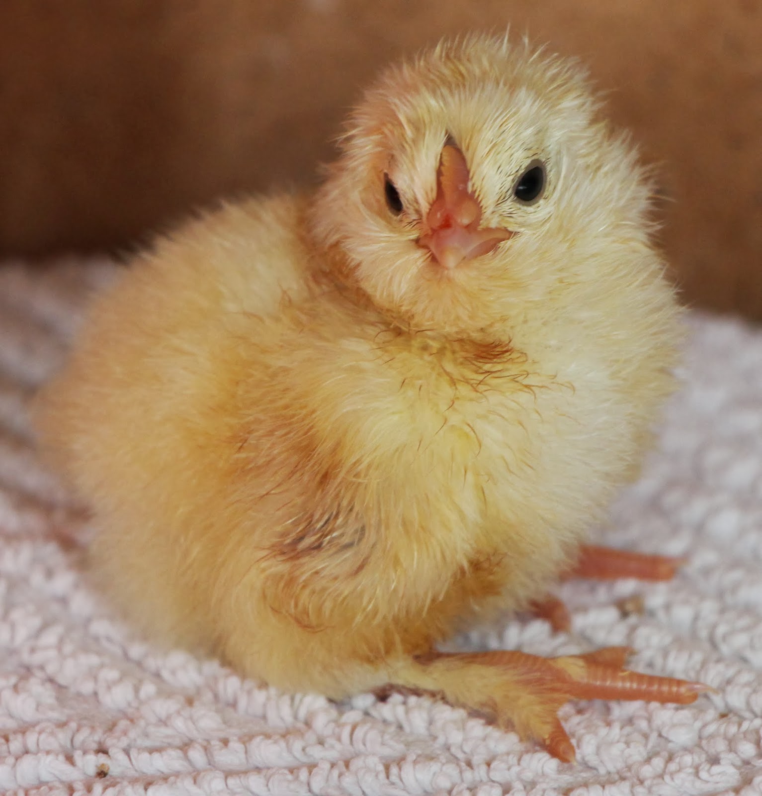 Gelas hem och tradgard: Mina fina faverolle kycklingar och små vaktlar.