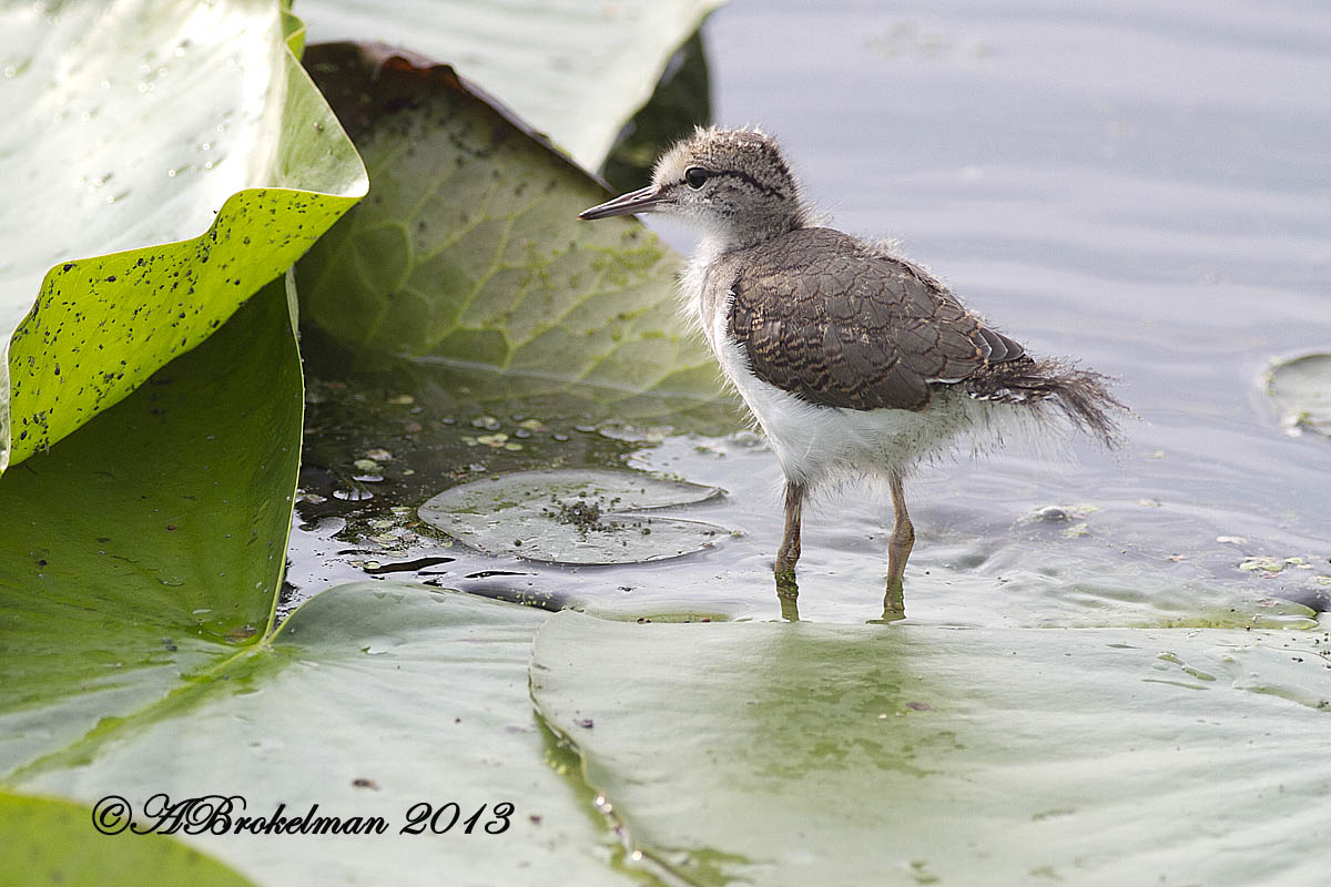 Ann Brokelman Photography: Spotted Sandpiper - young baby July 10, 2013