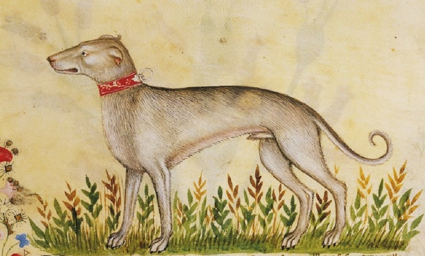 Dogs from the Middle Ages: belkomor — LiveJournal