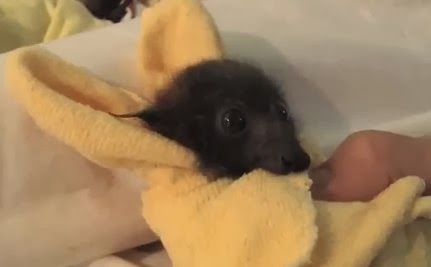 White Wolf : Orphaned Baby Bats Nursed to Perfect Health (Video)