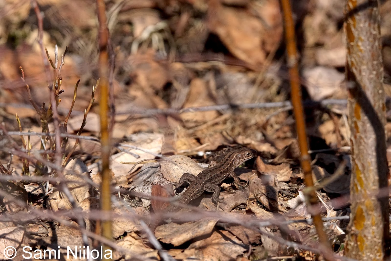 Samin luontokuvia nature photos: SISILISKO (Zootoca vivipara)