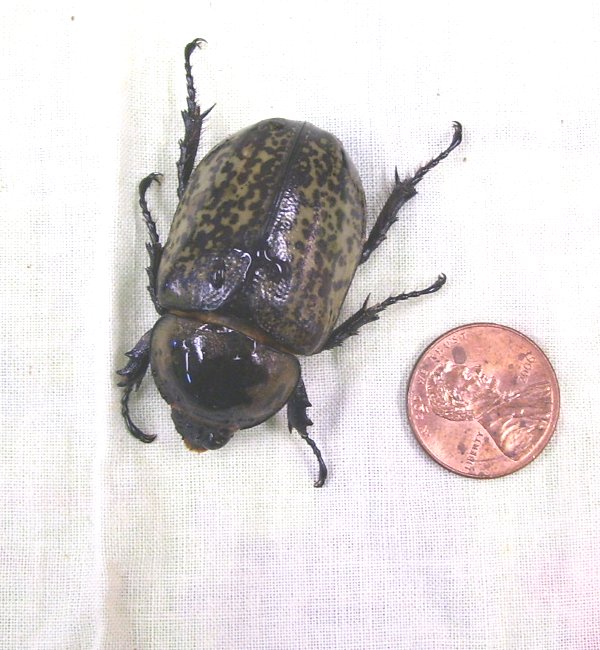 pieceful kwilter: June 2011