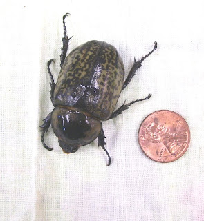 pieceful kwilter: June 2011