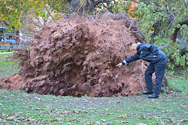 The Cemetery Traveler - by Ed Snyder: Bones in the Trees