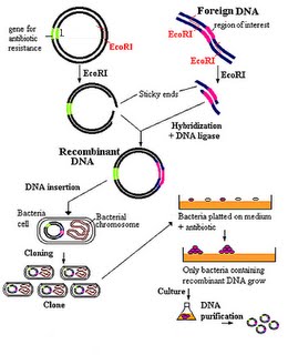 Pelajaran : Biologi: BIOTEKNOLOGI MODERN